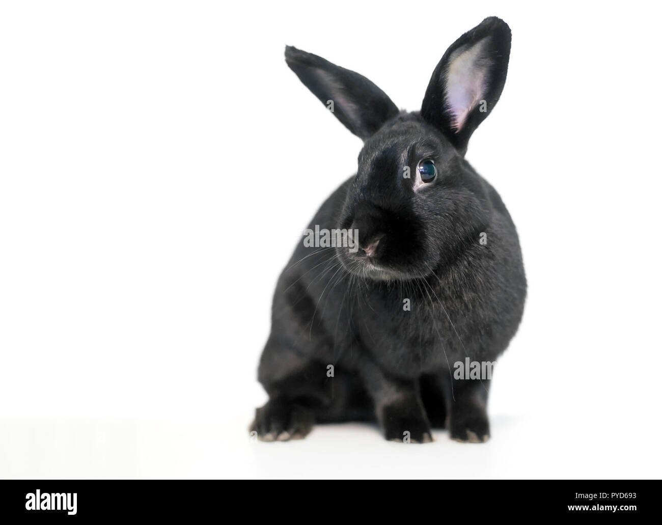 A black domesticated pet rabbit on a white background Stock Photo - Alamy