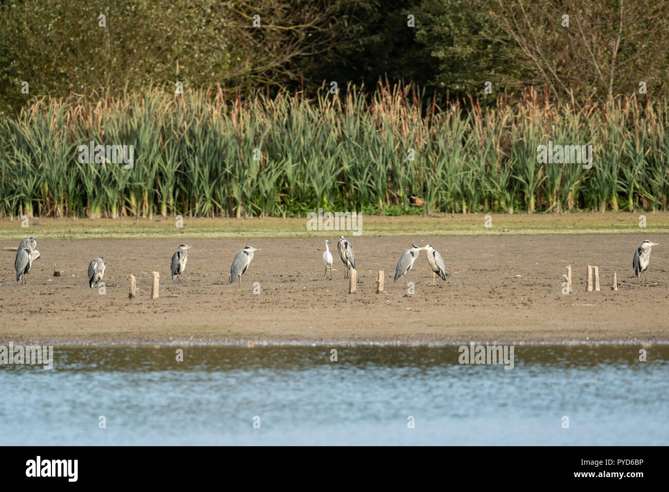 Blenheim Palace Park Stock Photo - Alamy