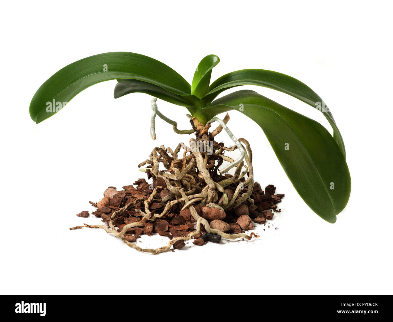 Visible root system hi-res stock photography and images - Alamy