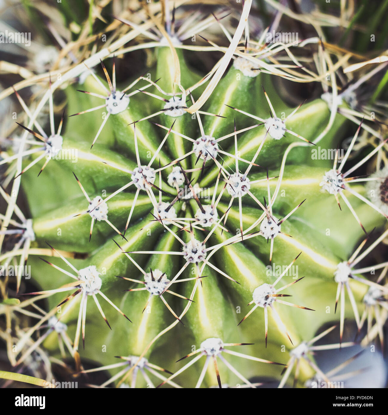 Close up of a small cactus plant, top view; nature background Stock ...