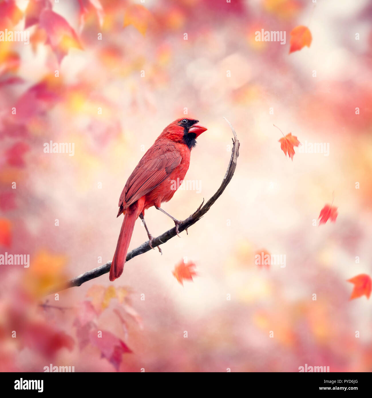 Red cardinal autumn bird hi-res stock photography and images - Alamy