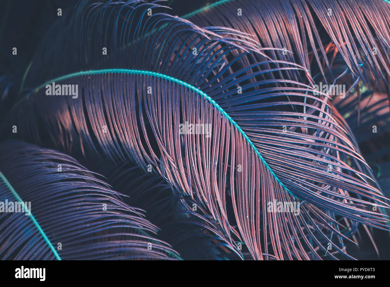 Tropical palm leaves in violet color; abstract floral pattern ...