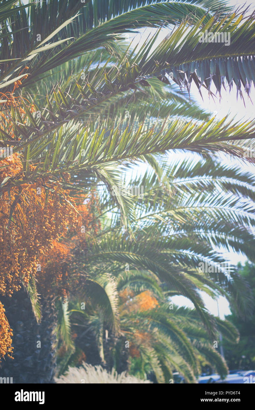 Palm trees leaves hi-res stock photography and images - Alamy