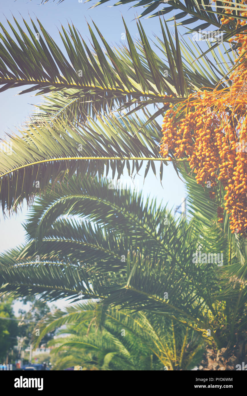 Palm trees leaves; nature background Stock Photo - Alamy
