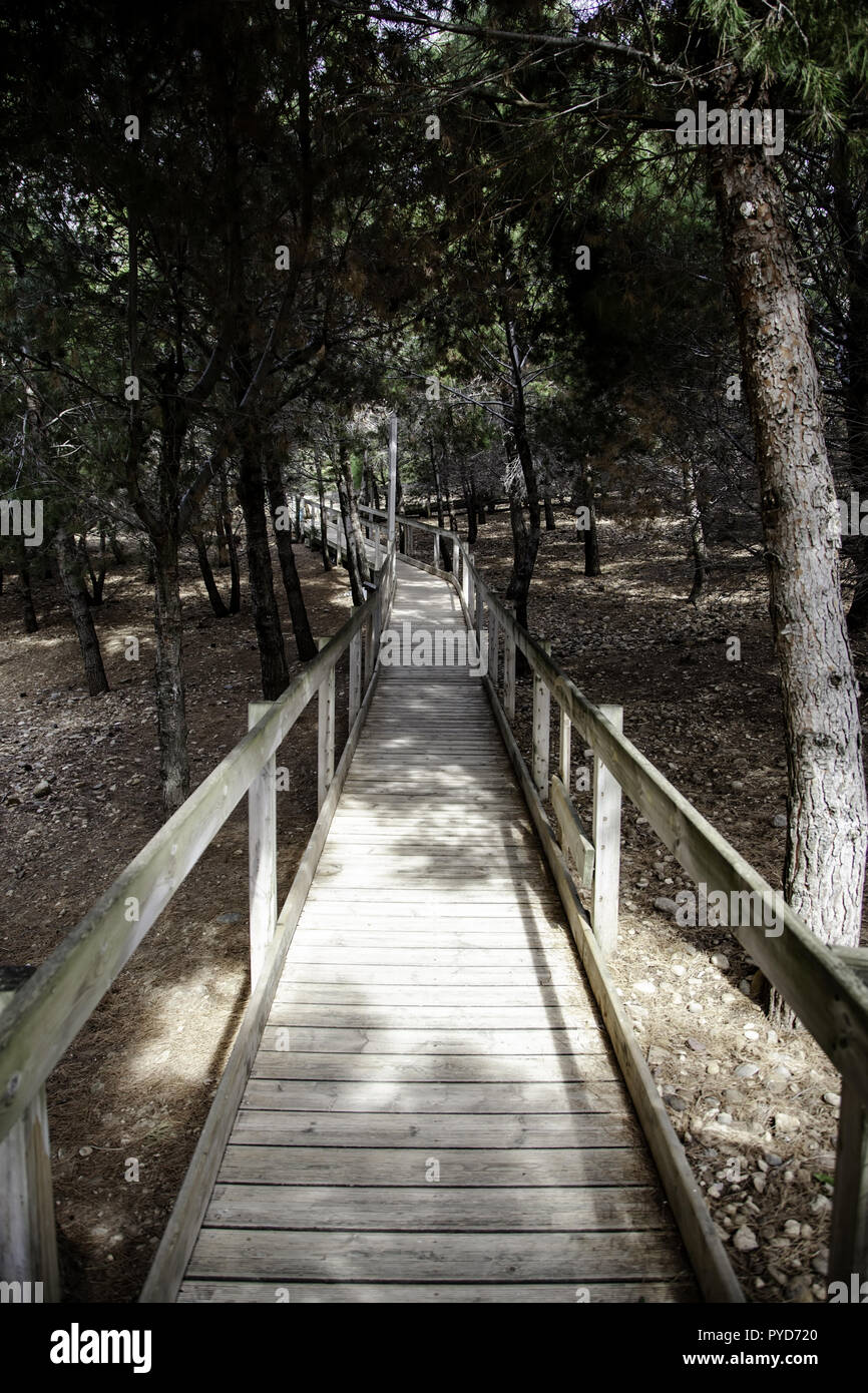 Wooden walkway in the forest, pass through nature for people Stock ...