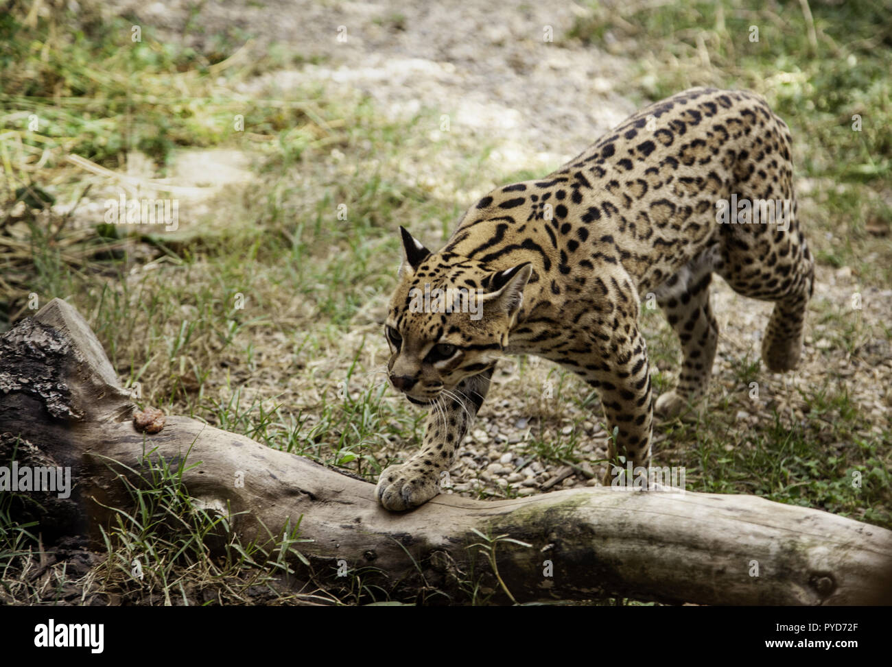 Wild ocelot in nature, detail of feline Stock Photo - Alamy