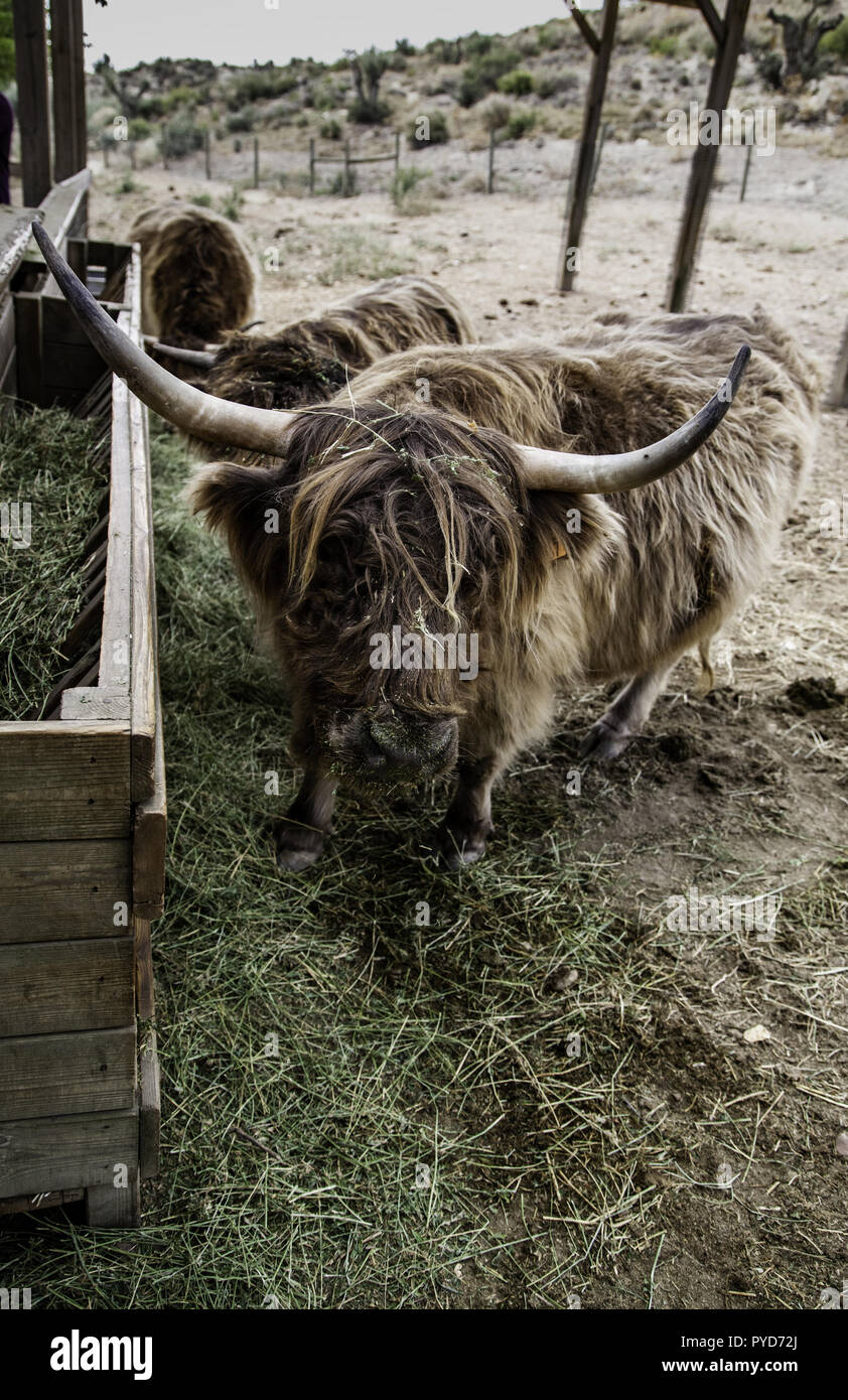 Ox on a farm, detail of a mammal, domestic animal Stock Photo - Alamy