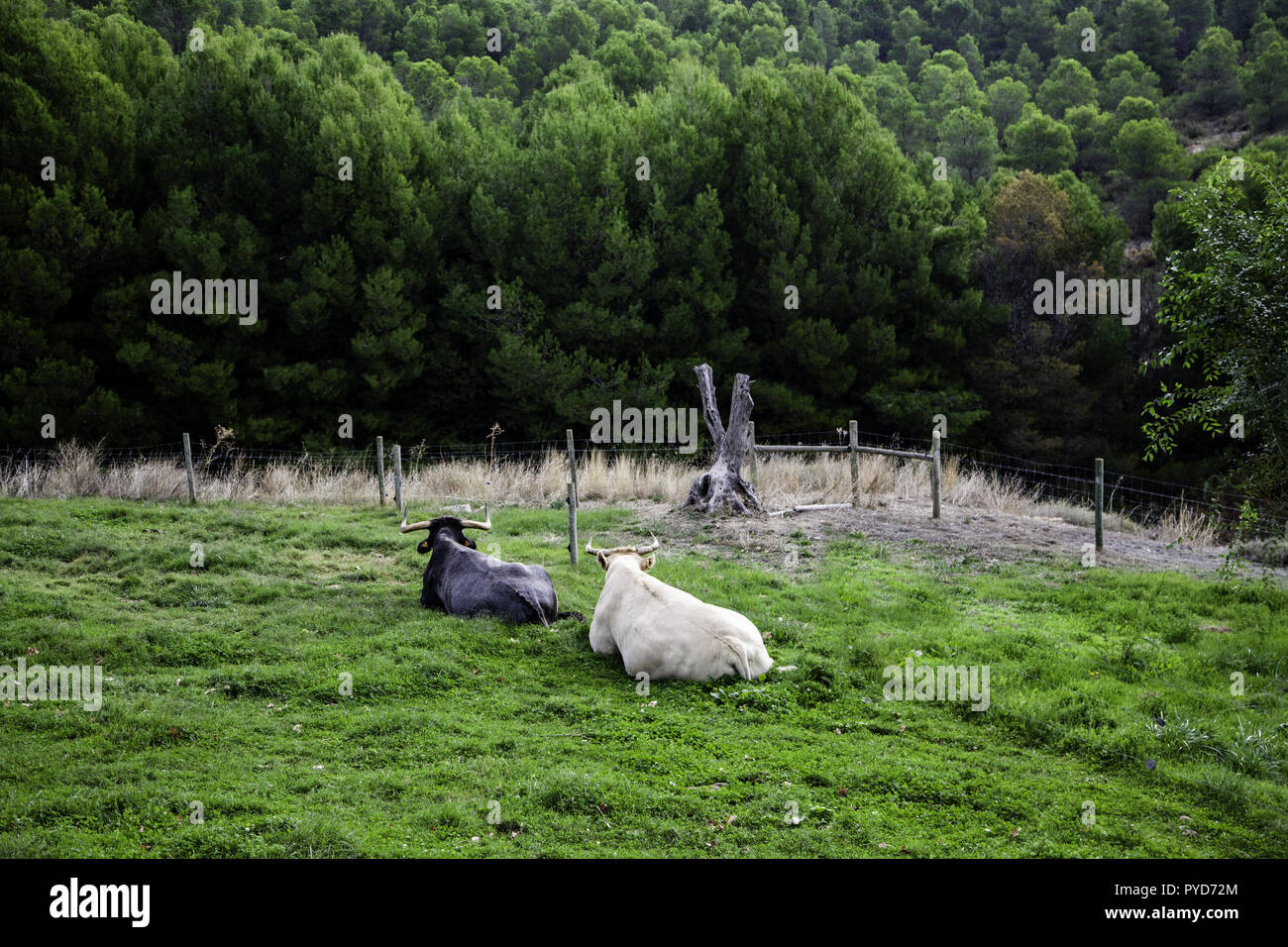 Ox on a farm, detail of a mammal, domestic animal Stock Photo - Alamy