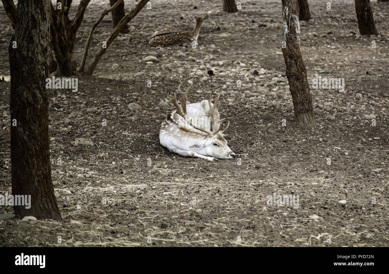 Wild deer in a farm, mammal detail Stock Photo - Alamy
