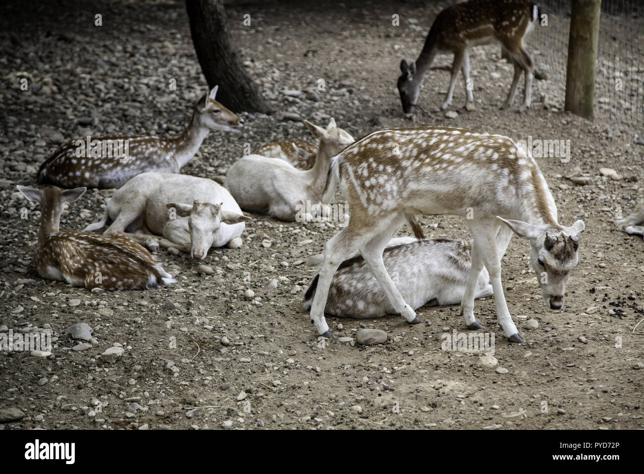 Wild deer in a farm, mammal detail Stock Photo - Alamy