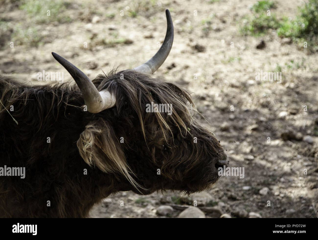 Ox on a farm, detail of a mammal, domestic animal Stock Photo - Alamy