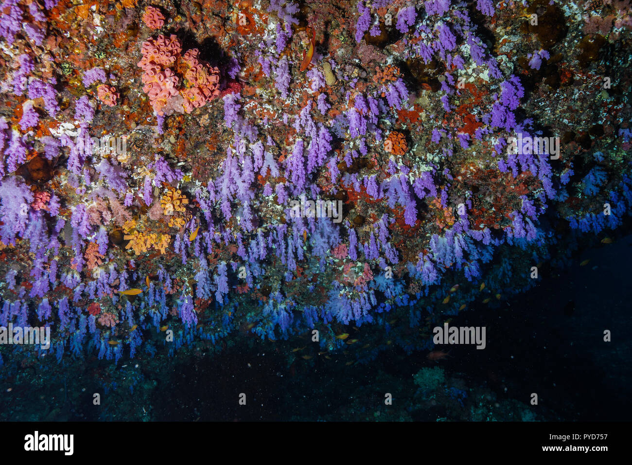 Giant Sea fan coral reef Maldives Stock Photo - Alamy
