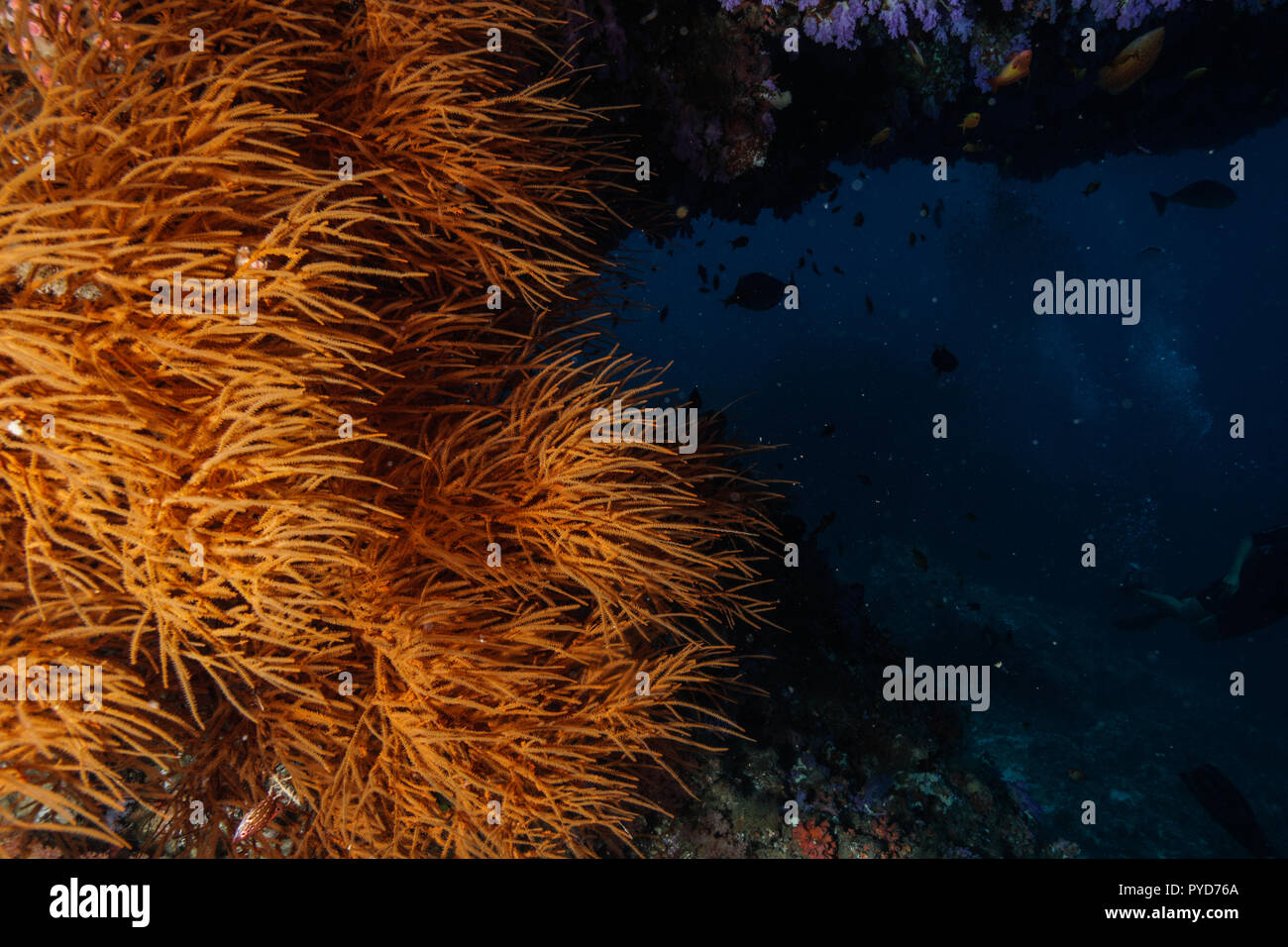 Giant Sea fan coral reef Maldives Stock Photo - Alamy
