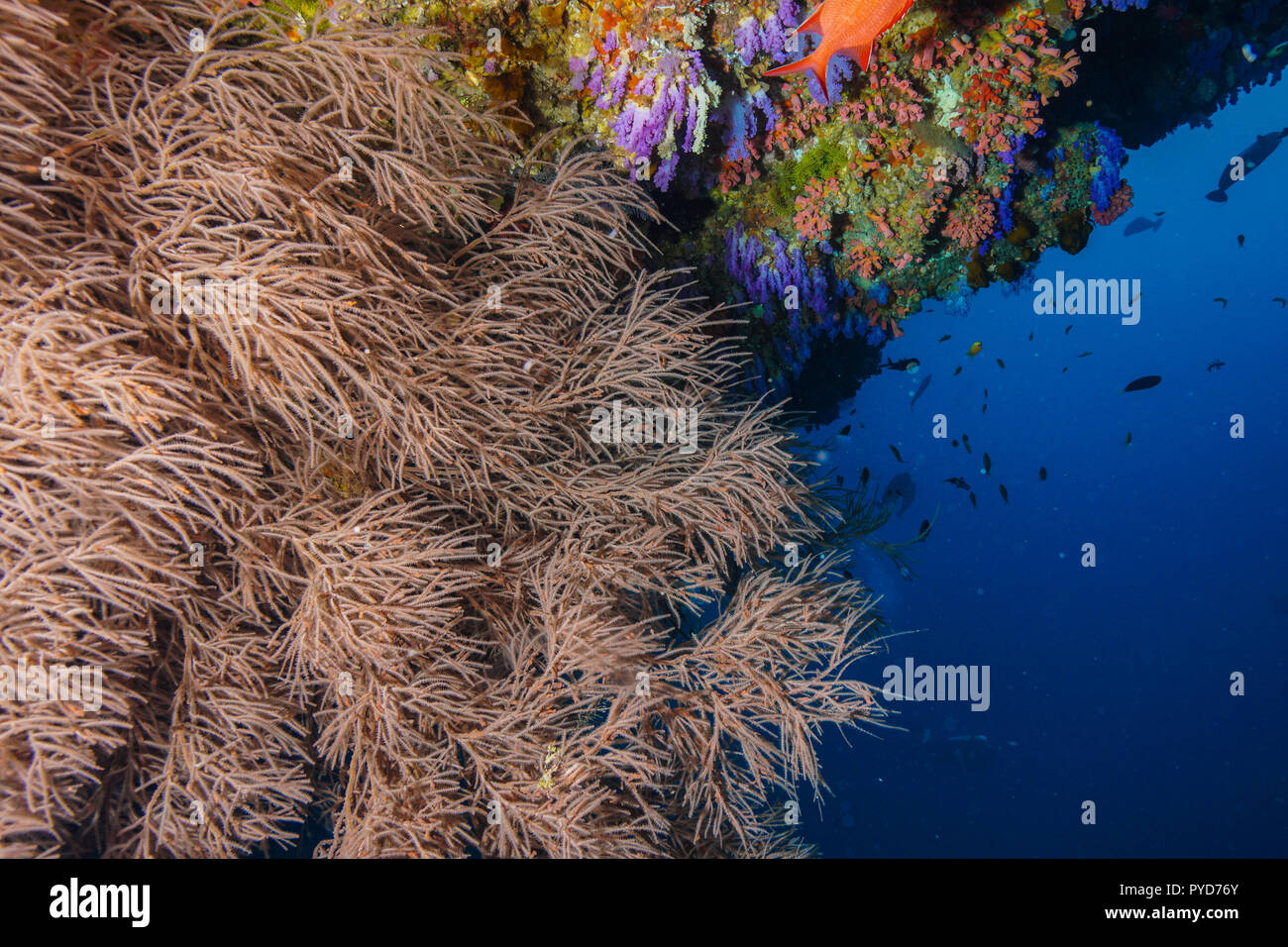 Giant Sea fan coral reef Maldives Stock Photo - Alamy