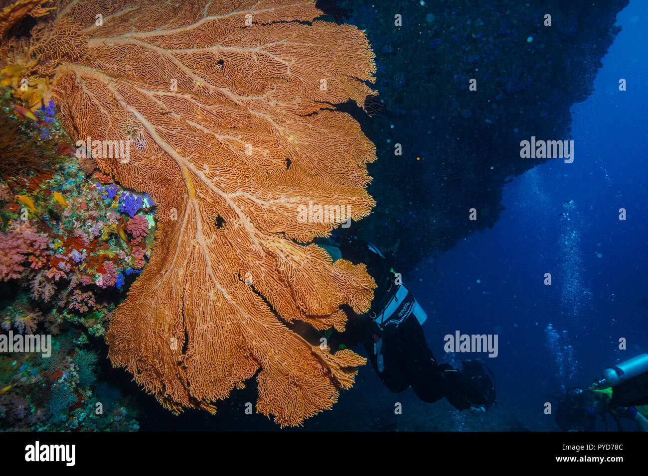 Giant Sea fan coral reef Maldives Stock Photo - Alamy