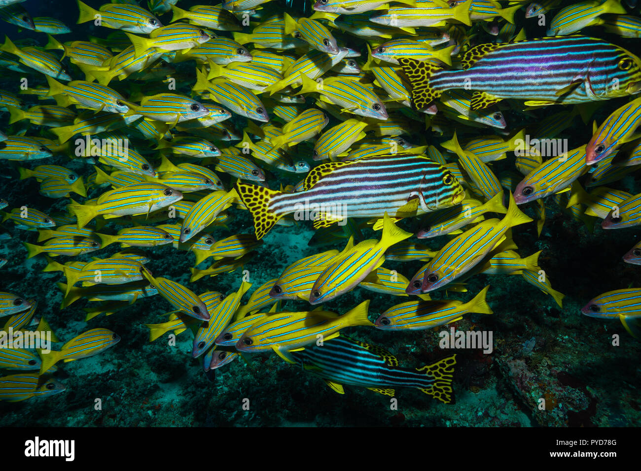 Bluestripe snapper school of fish at the Maldives Stock Photo - Alamy