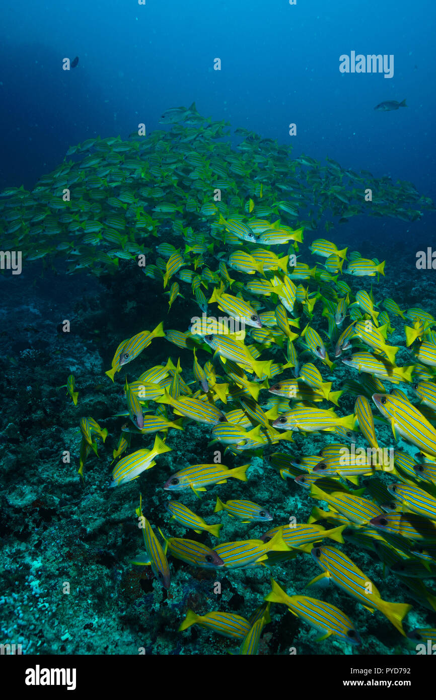 Bluestripe snapper school of fish at the Maldives Stock Photo - Alamy