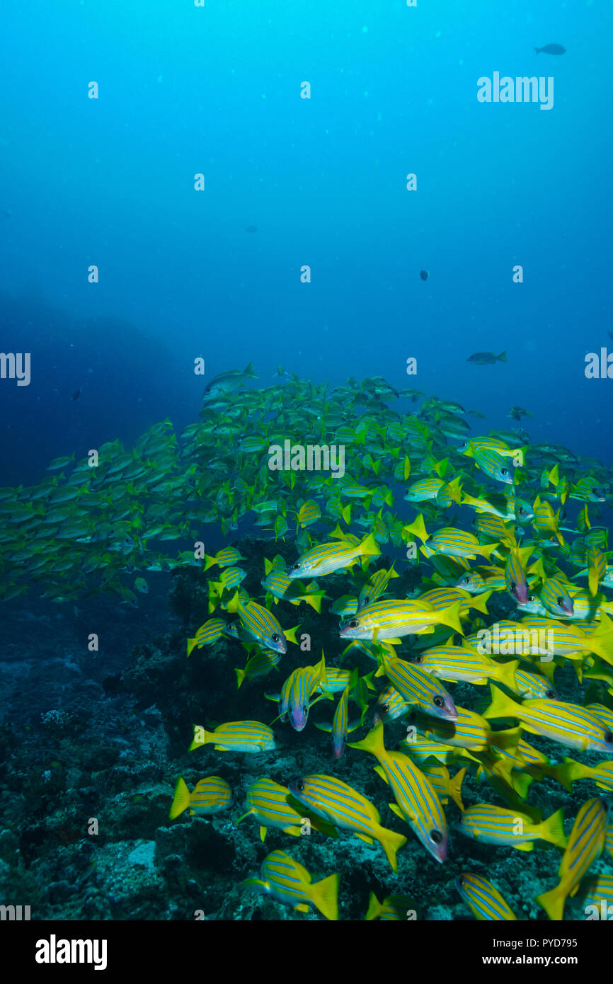 Bluestripe snapper school of fish at the Maldives Stock Photo - Alamy