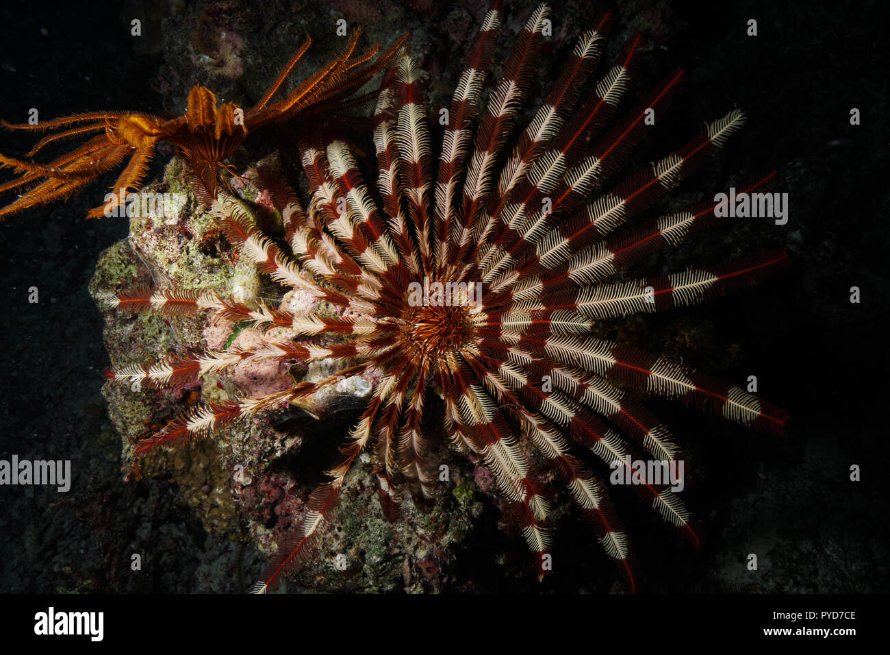 Feather starfish Maldives Stock Photo - Alamy