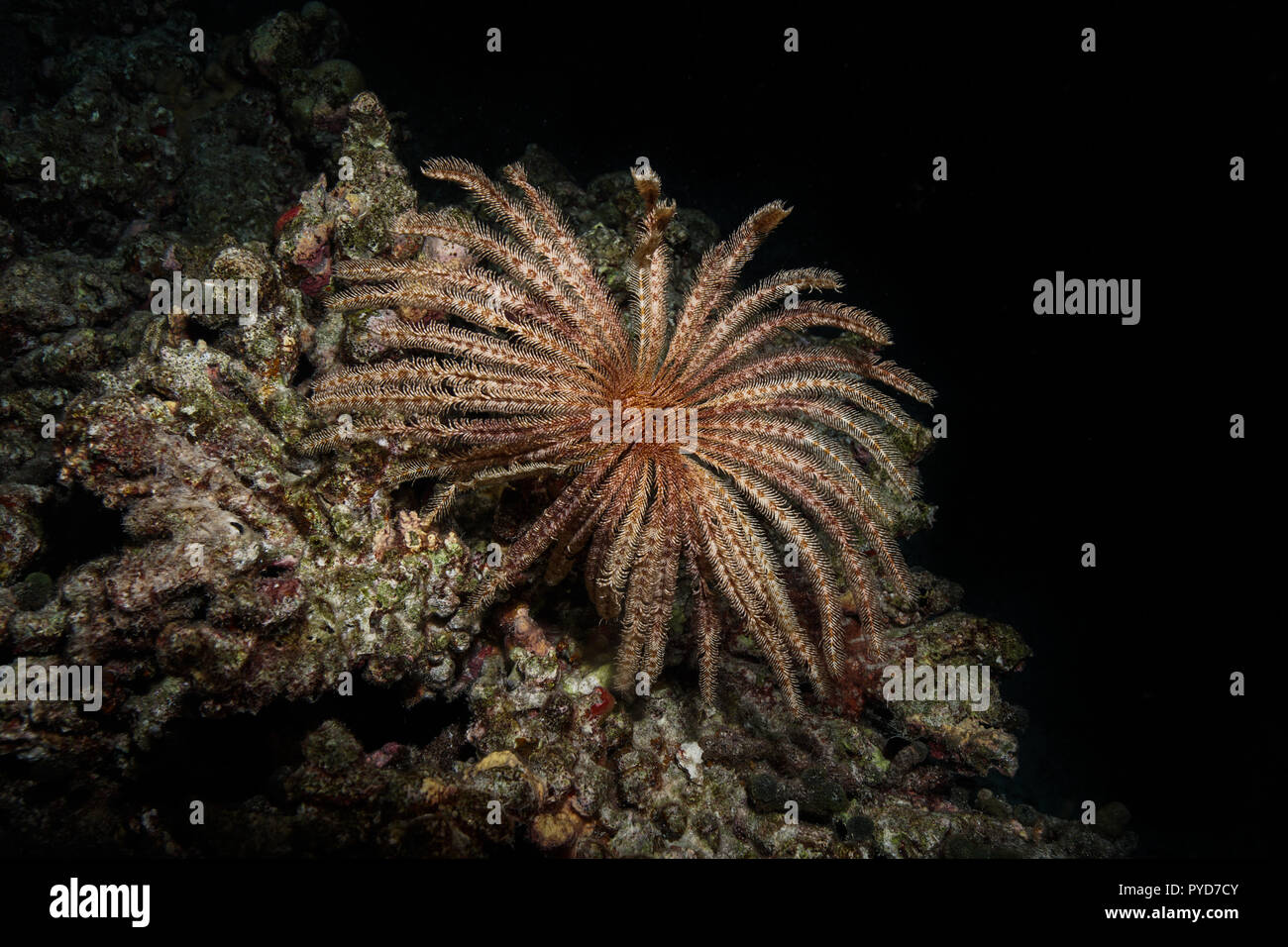 Feather starfish Maldives Stock Photo - Alamy