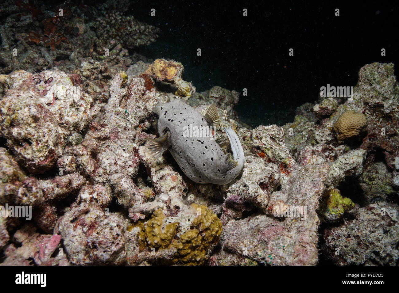 Puffer fish Maldives Stock Photo - Alamy