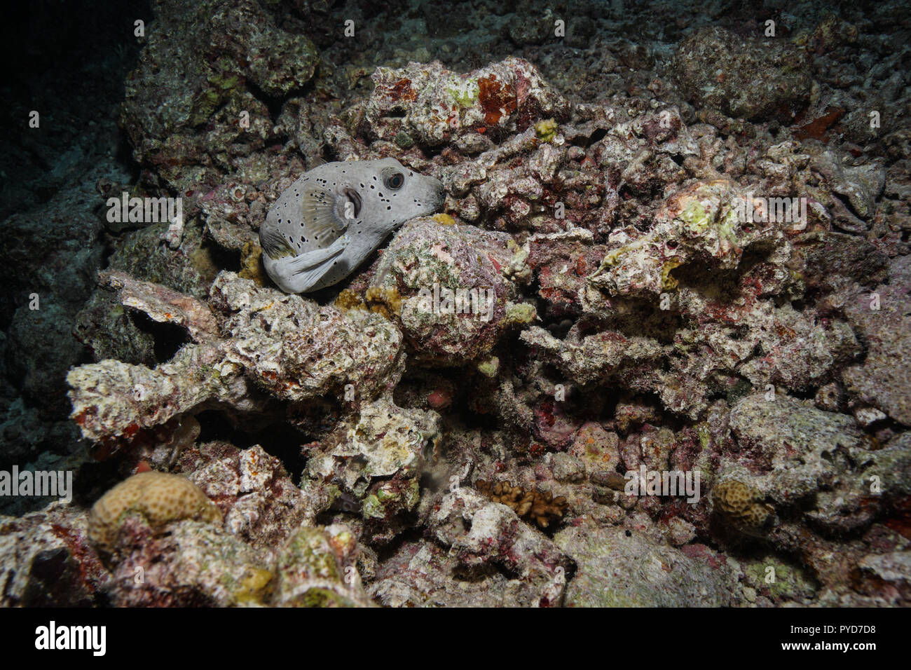 Puffer fish Maldives Stock Photo - Alamy