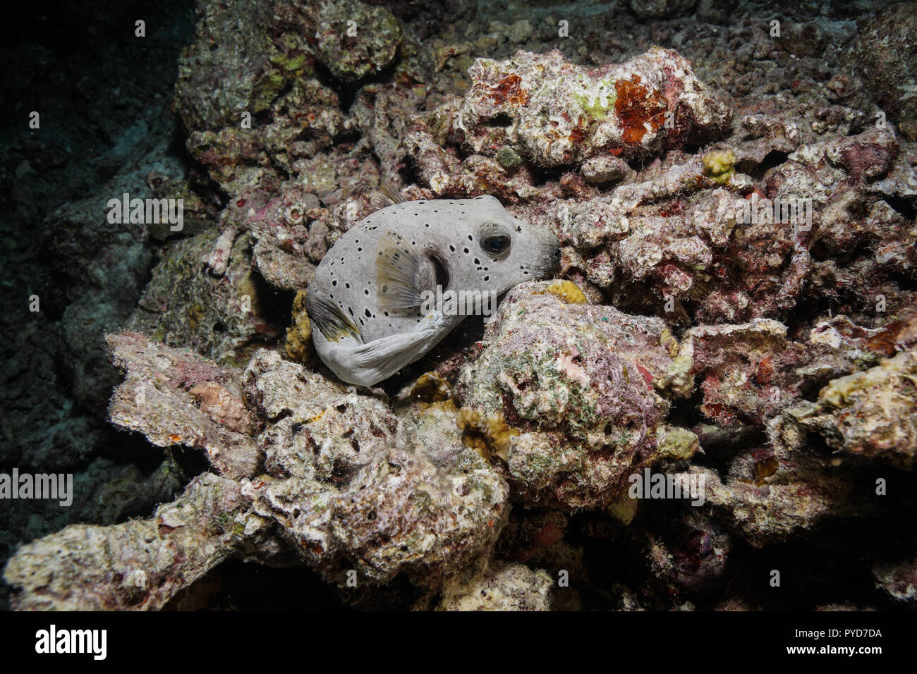 Puffer fish Maldives Stock Photo - Alamy