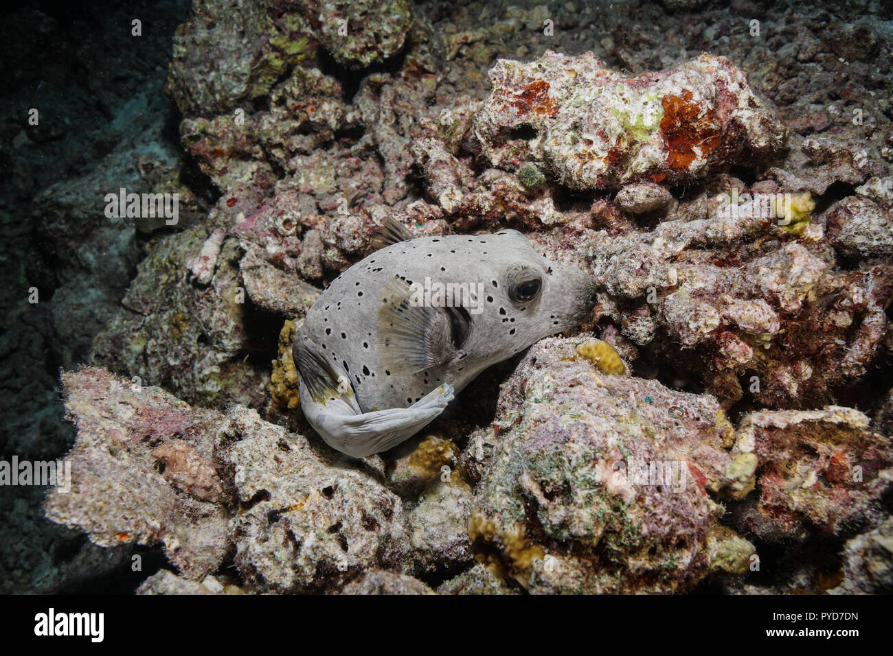 Puffer fish Maldives Stock Photo - Alamy