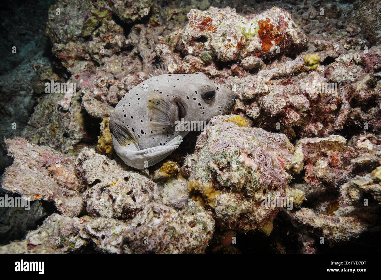 Puffer fish Maldives Stock Photo - Alamy