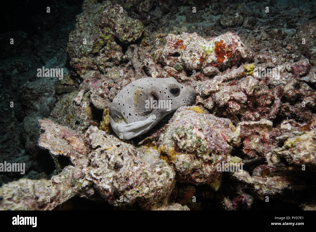 Puffer fish Maldives Stock Photo - Alamy