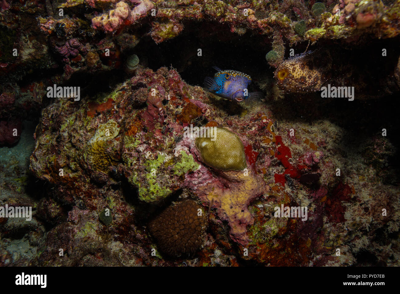 blue spotted boxfish Maldives Stock Photo - Alamy