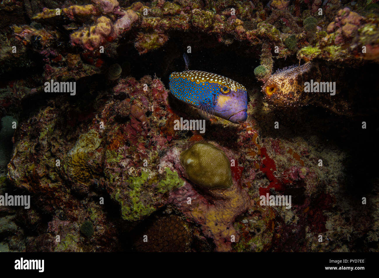 blue spotted boxfish Maldives Stock Photo - Alamy