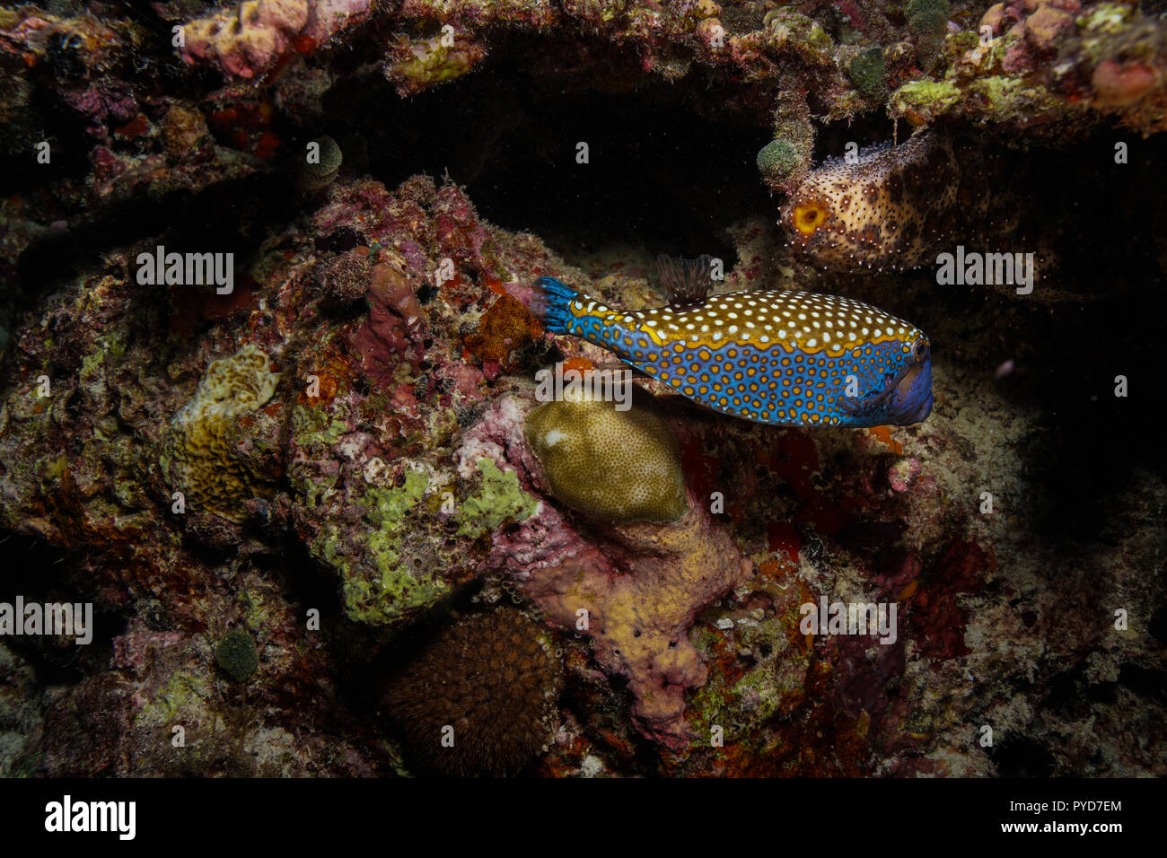 blue spotted boxfish Maldives Stock Photo - Alamy