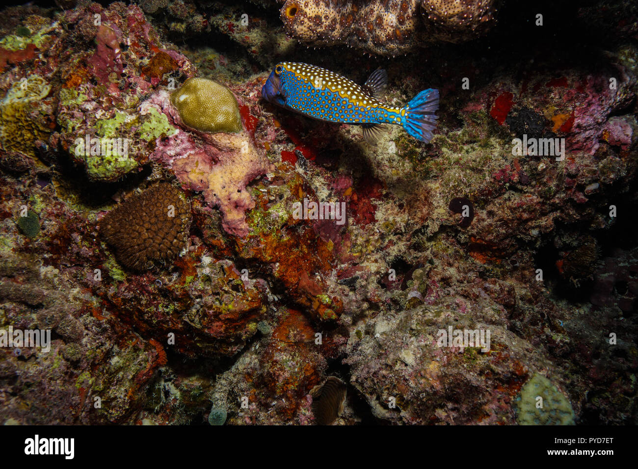 blue spotted boxfish Maldives Stock Photo - Alamy