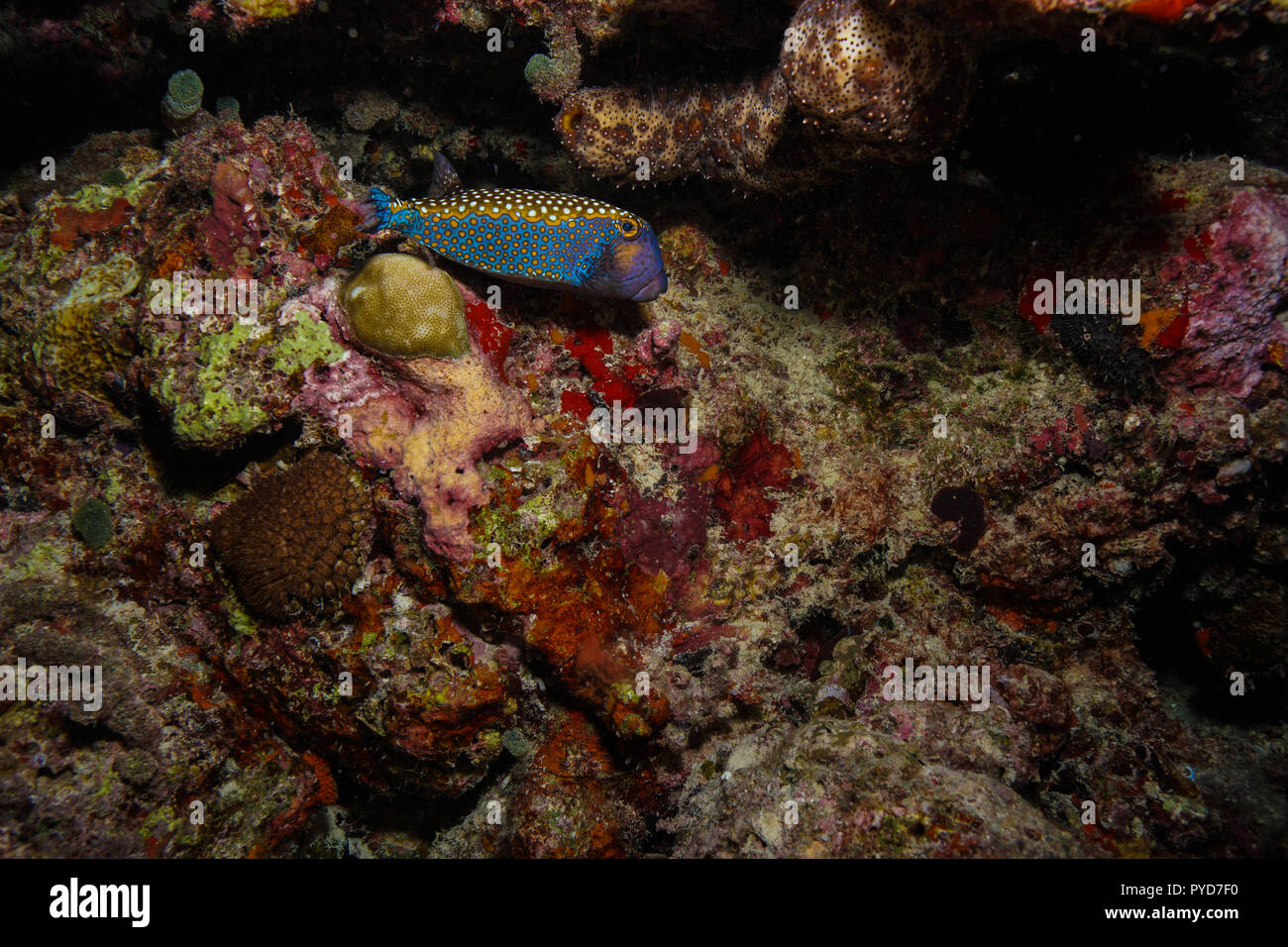 blue spotted boxfish Maldives Stock Photo - Alamy