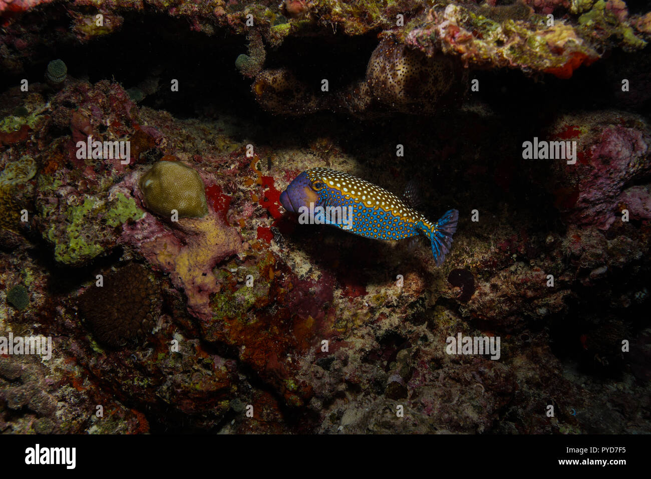 blue spotted boxfish Maldives Stock Photo - Alamy