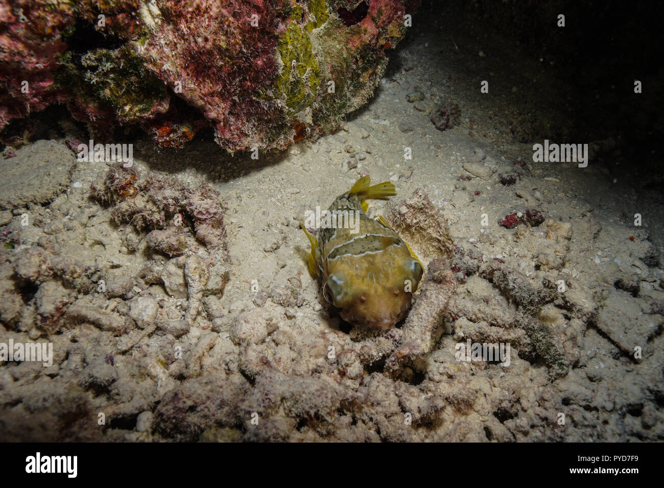Puffer fish Maldives Stock Photo - Alamy
