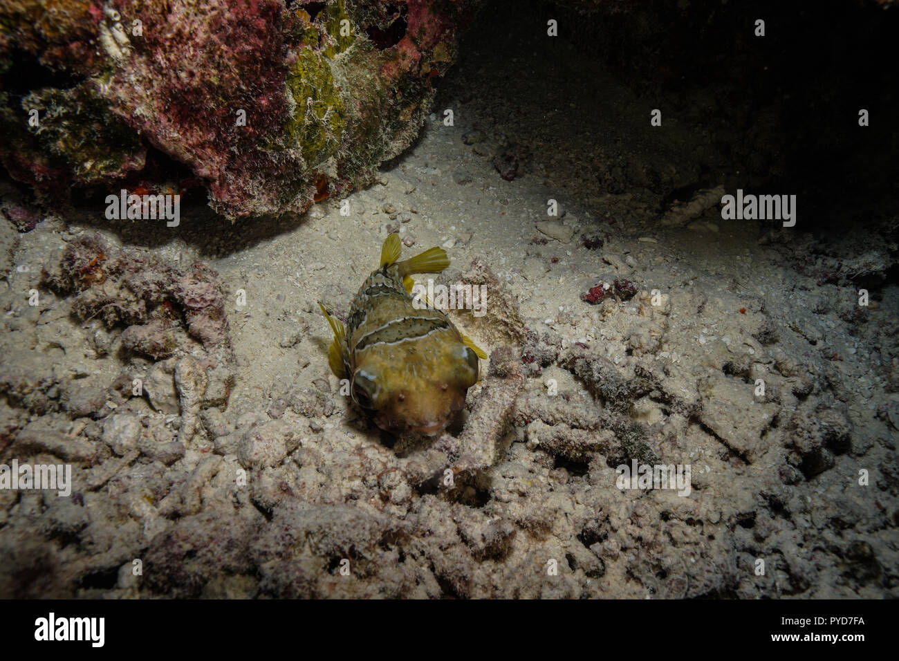 Puffer fish Maldives Stock Photo - Alamy