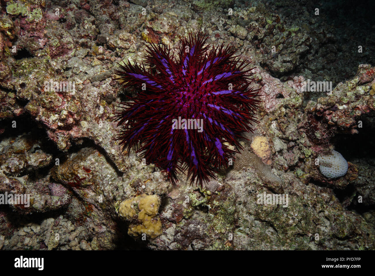 Star Fish Maldives Stock Photo - Alamy
