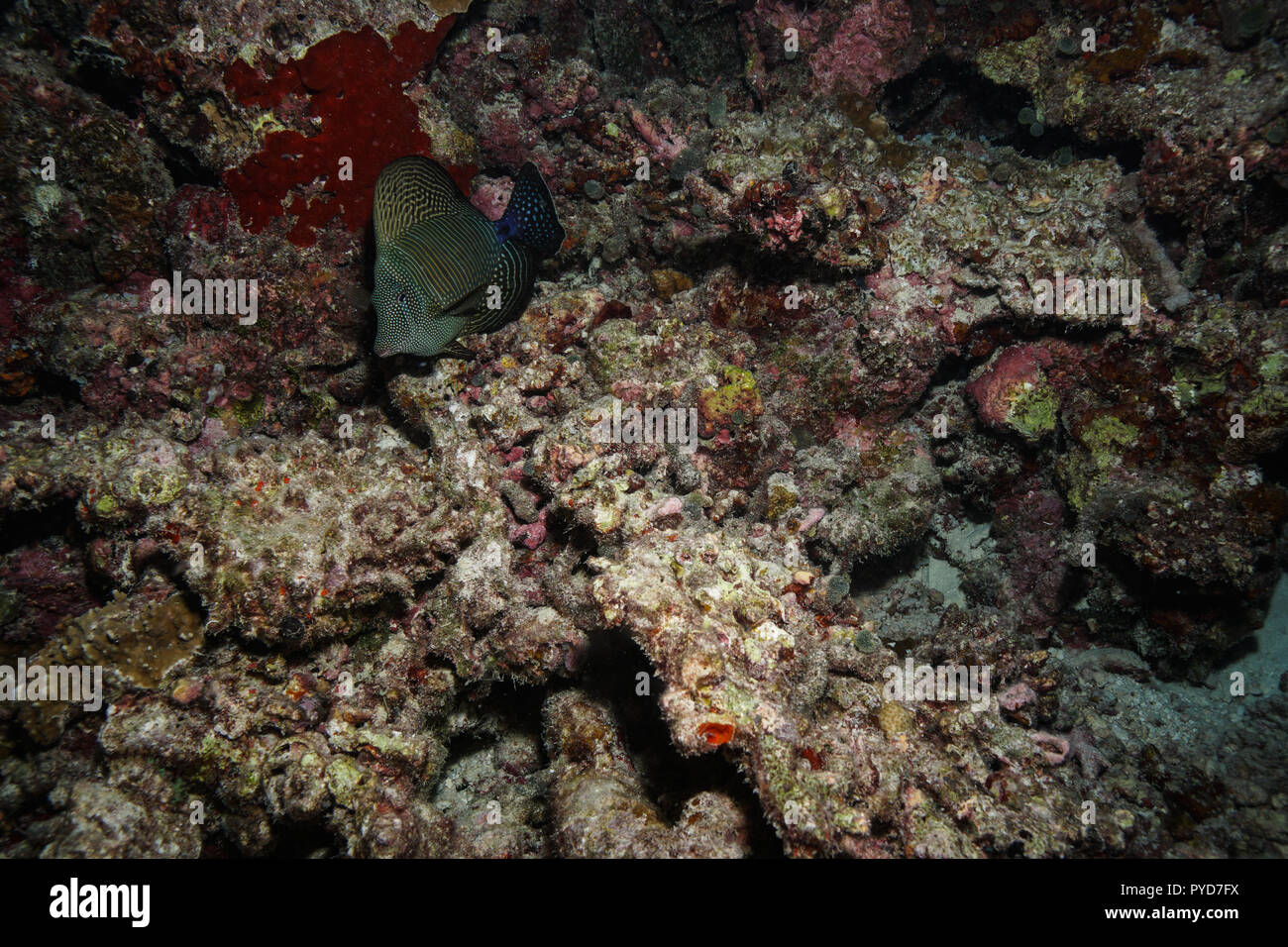Sailfin fish Maldives Stock Photo - Alamy