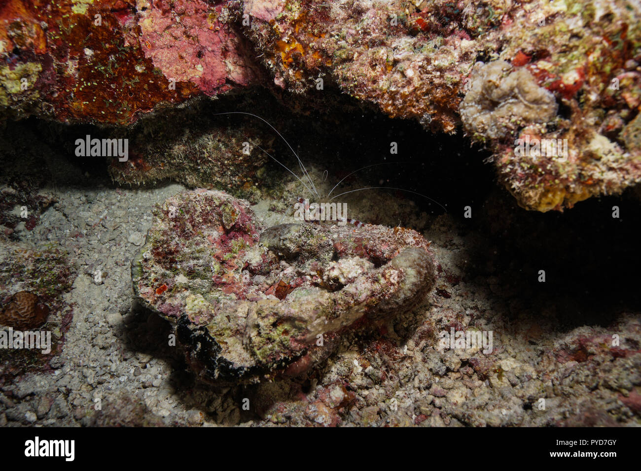 Spider shrimp hi-res stock photography and images - Alamy