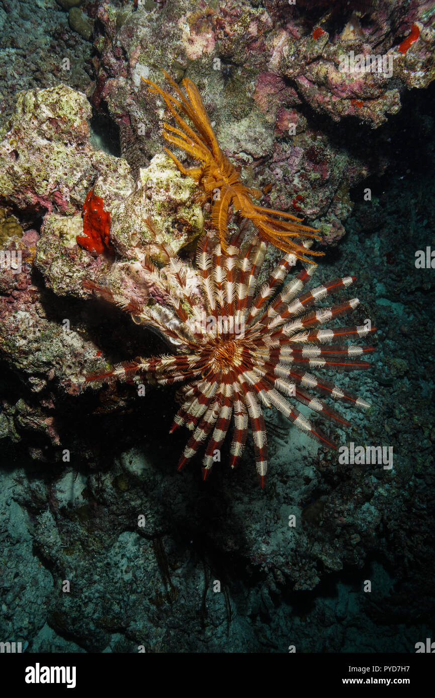 Feather starfish Maldives Stock Photo - Alamy