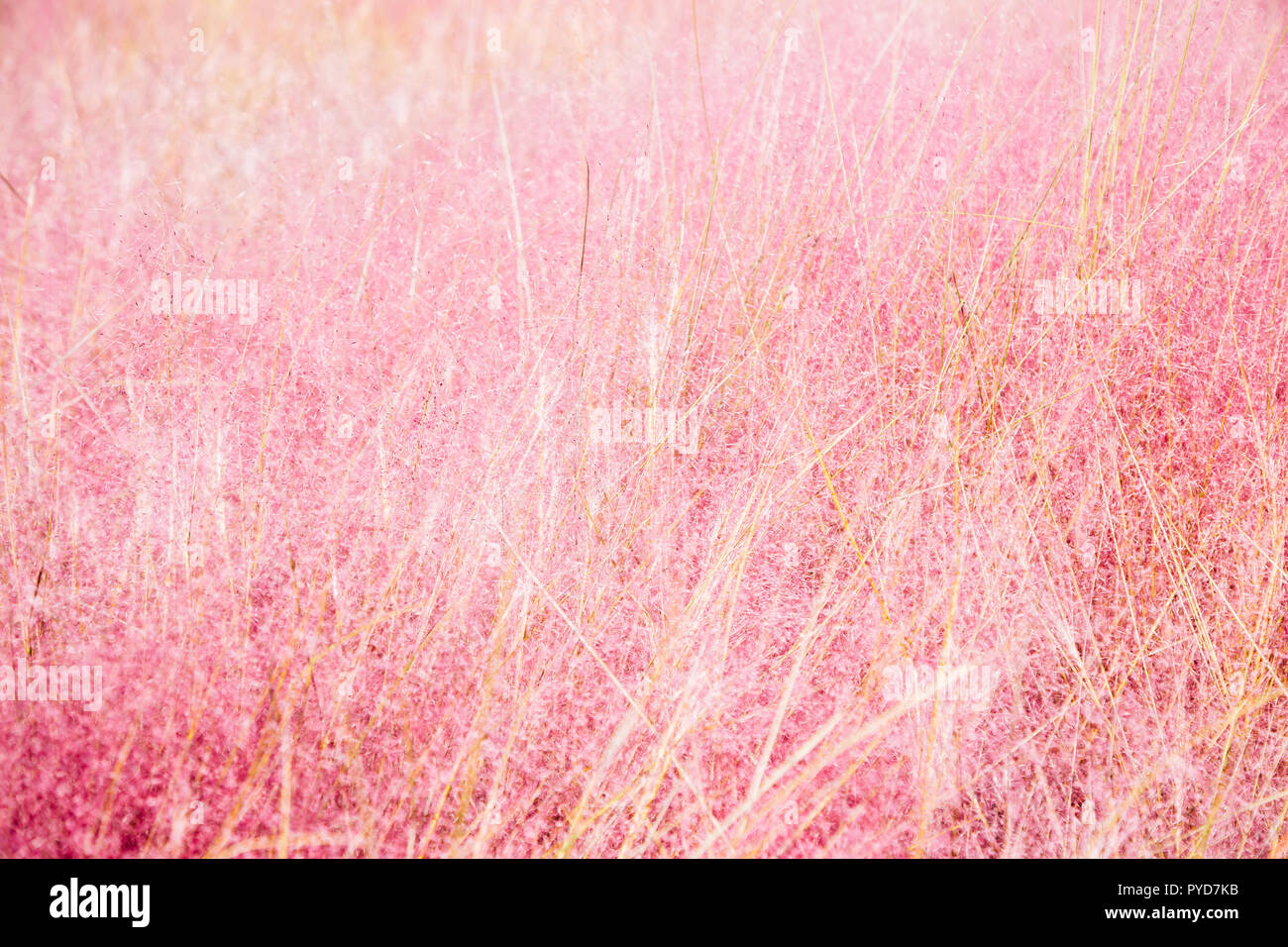 Pink Muhly Grass field texture background Stock Photo - Alamy