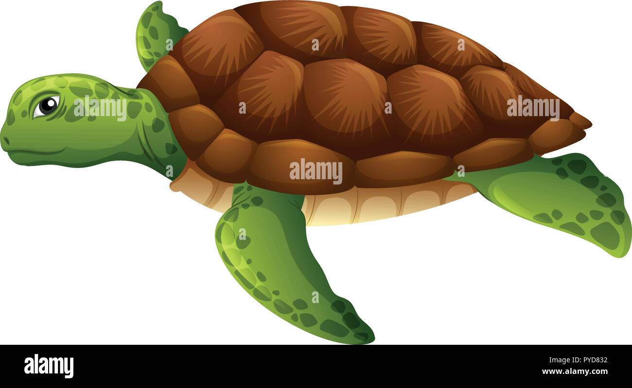 Cute Turtle White Background