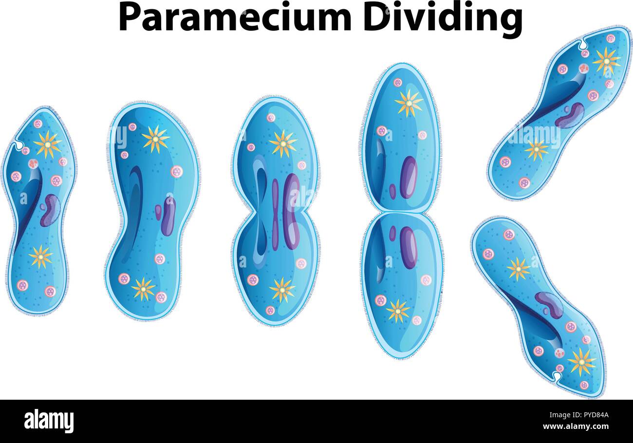 Paramecium Cell Model