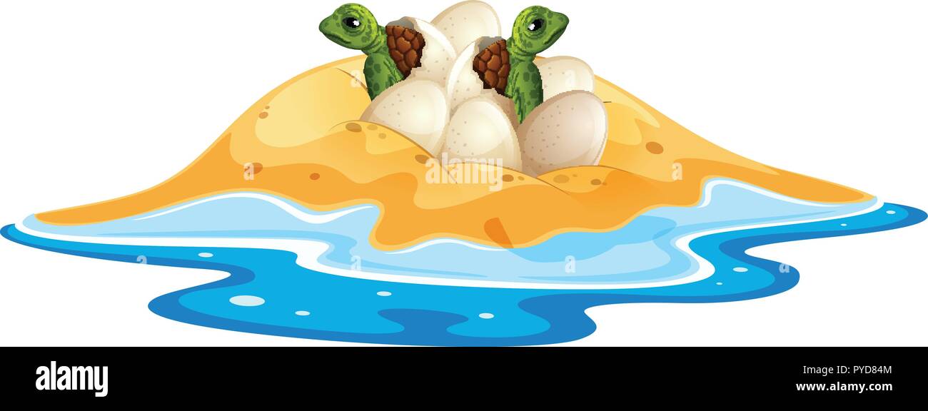 Baby turtle hatchlings egg illustration Stock Vector Image & Art - Alamy