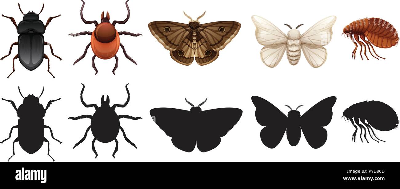 Set of insects and silhouettes illustration Stock Vector Image & Art ...