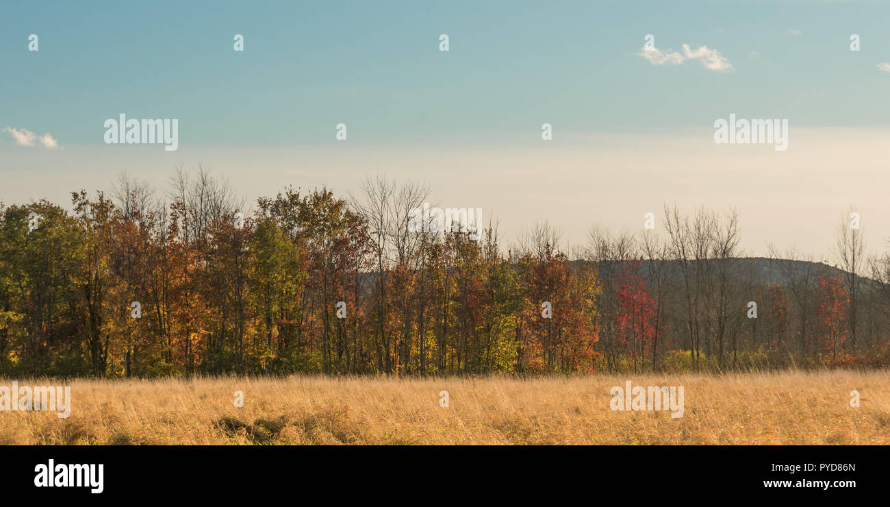 Mellow colours in foliage in beech and oak deciduous woodland in New ...