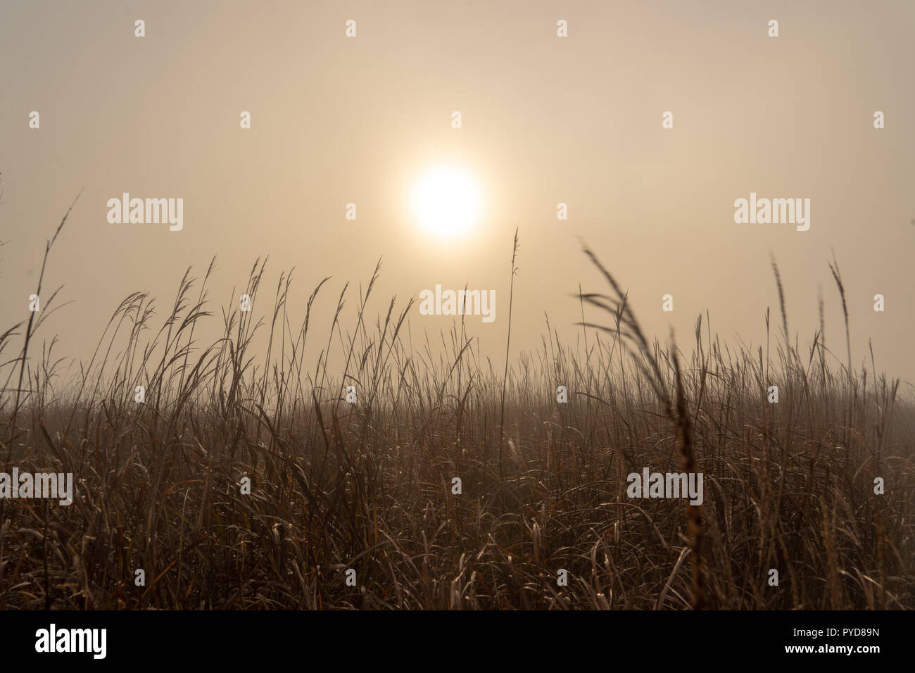 Sunrise grass hi-res stock photography and images - Alamy