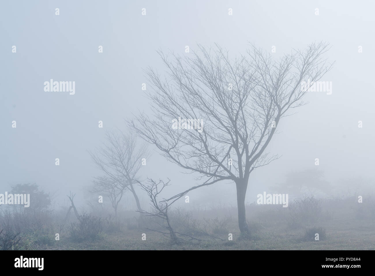 Foggy morning tree Stock Photo - Alamy